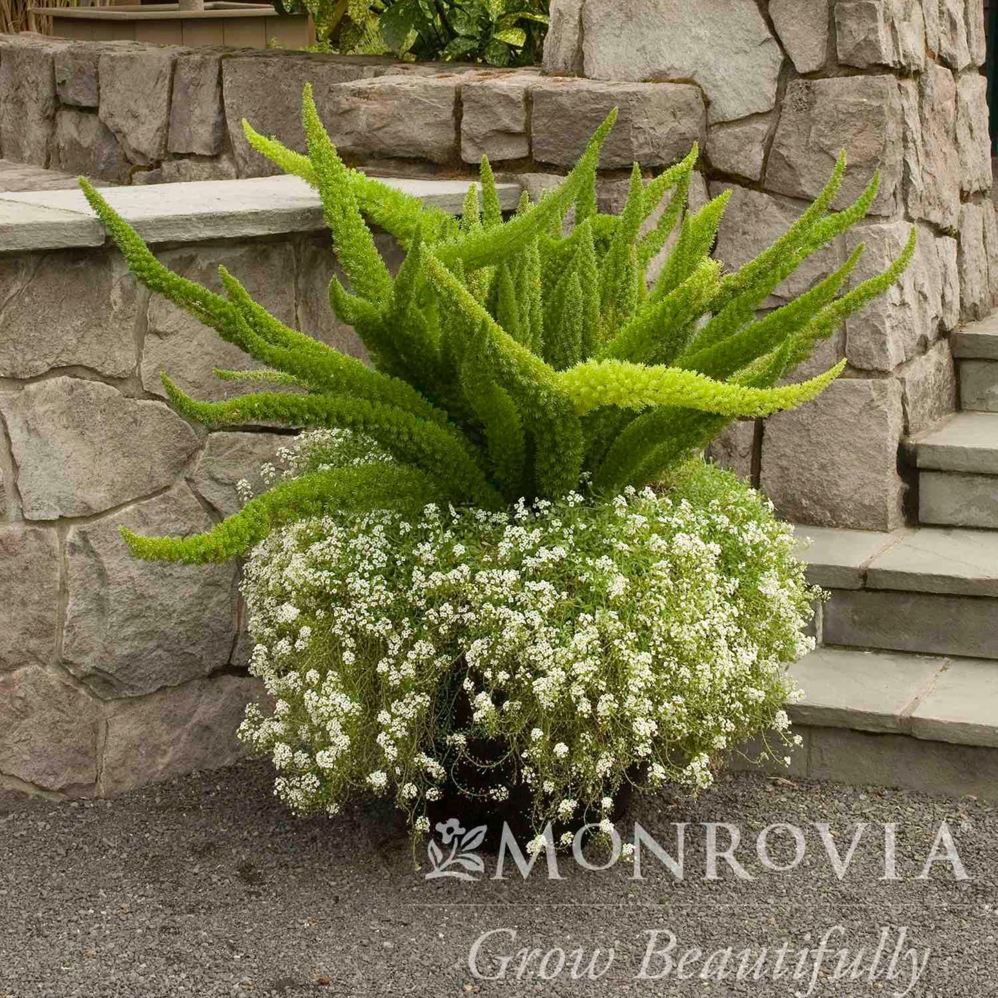 Foxtail Fern Plant – Drought-Tolerant Evergreen | Henderson Garden