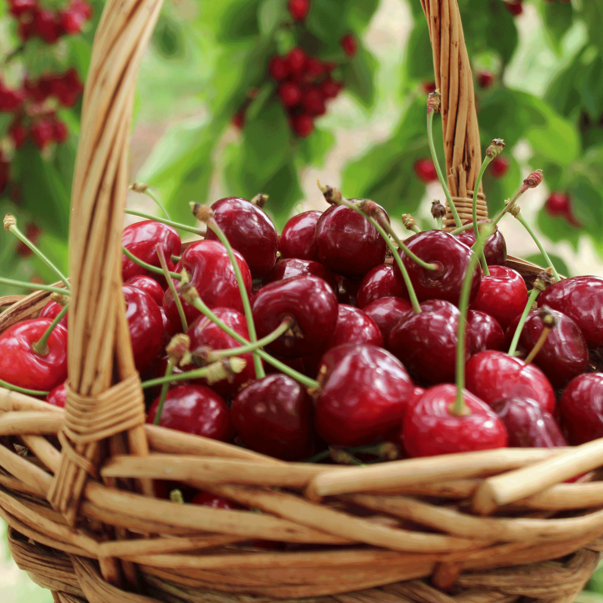 Bing Cherry Tree – Classic Sweet Cherry | Henderson Garden Supply