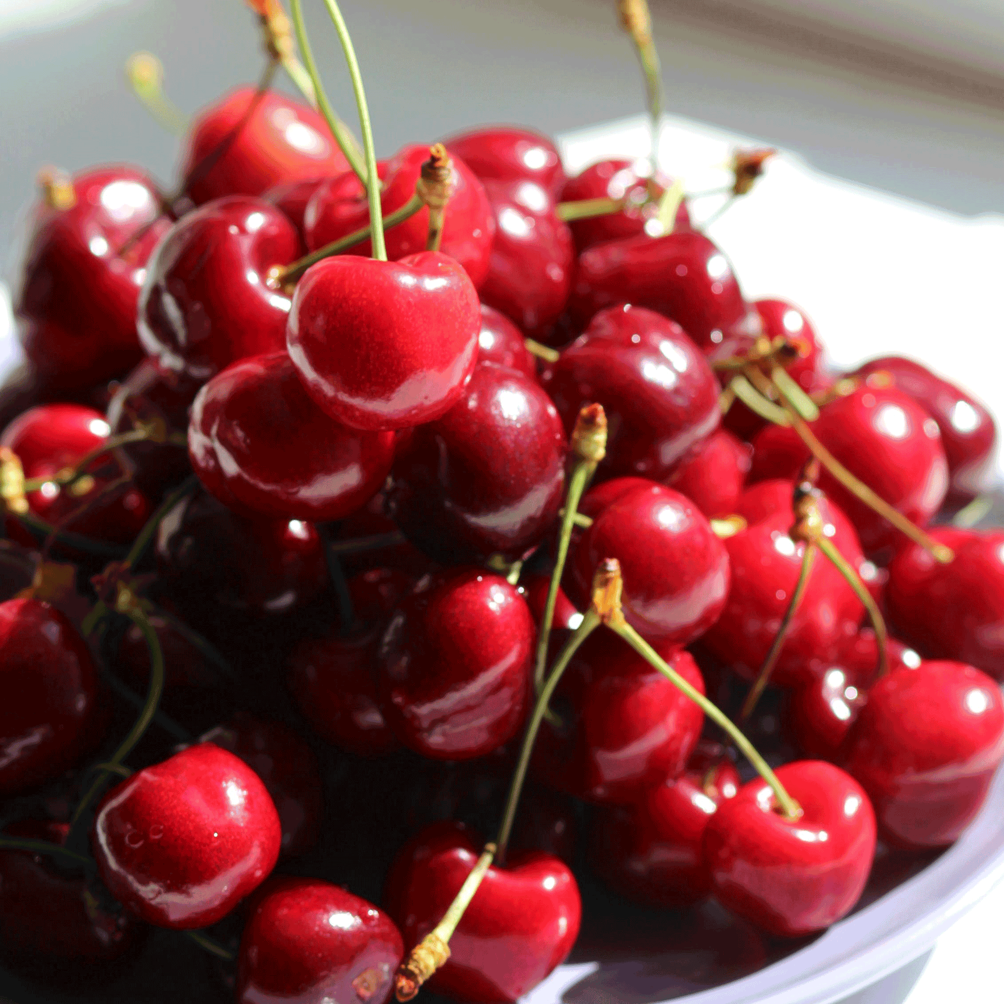 Bing Cherry Tree – Classic Sweet Cherry | Henderson Garden Supply