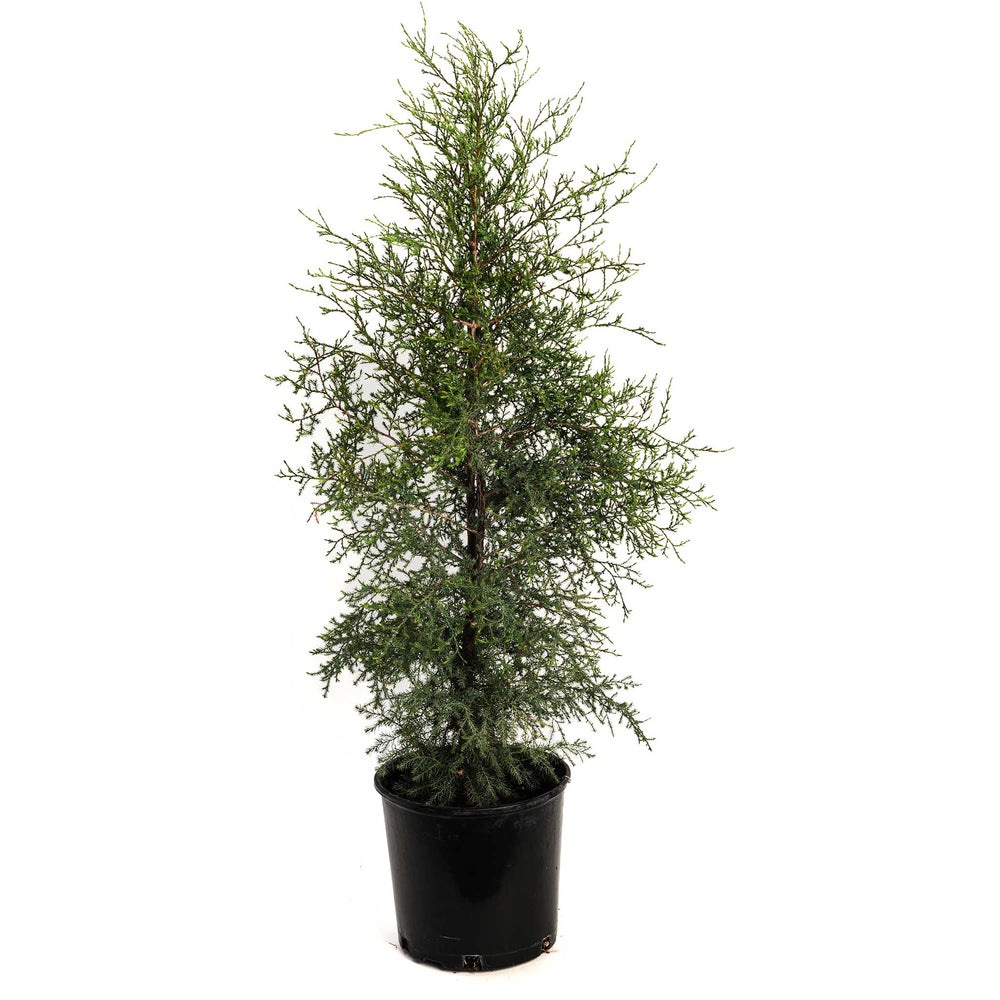 Brodie Eastern Red Cedar – Native Privacy Screen | Henderson Garden