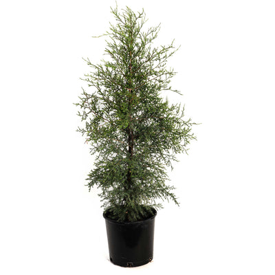 Brodie Eastern Red Cedar – Native Privacy Screen | Henderson Garden