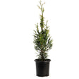 Junior Giant Thuja Tree | Fast-Growing Evergreen Privacy Hedge