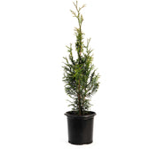 Junior Giant Thuja Tree | Fast-Growing Evergreen Privacy Hedge