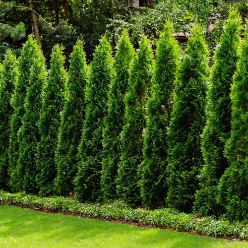 Junior Giant Thuja Tree | Fast-Growing Evergreen Privacy Hedge