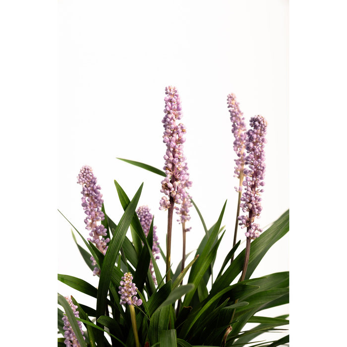 Purple Explosion Lilyturf – Evergreen Ground Cover | Henderson Garden