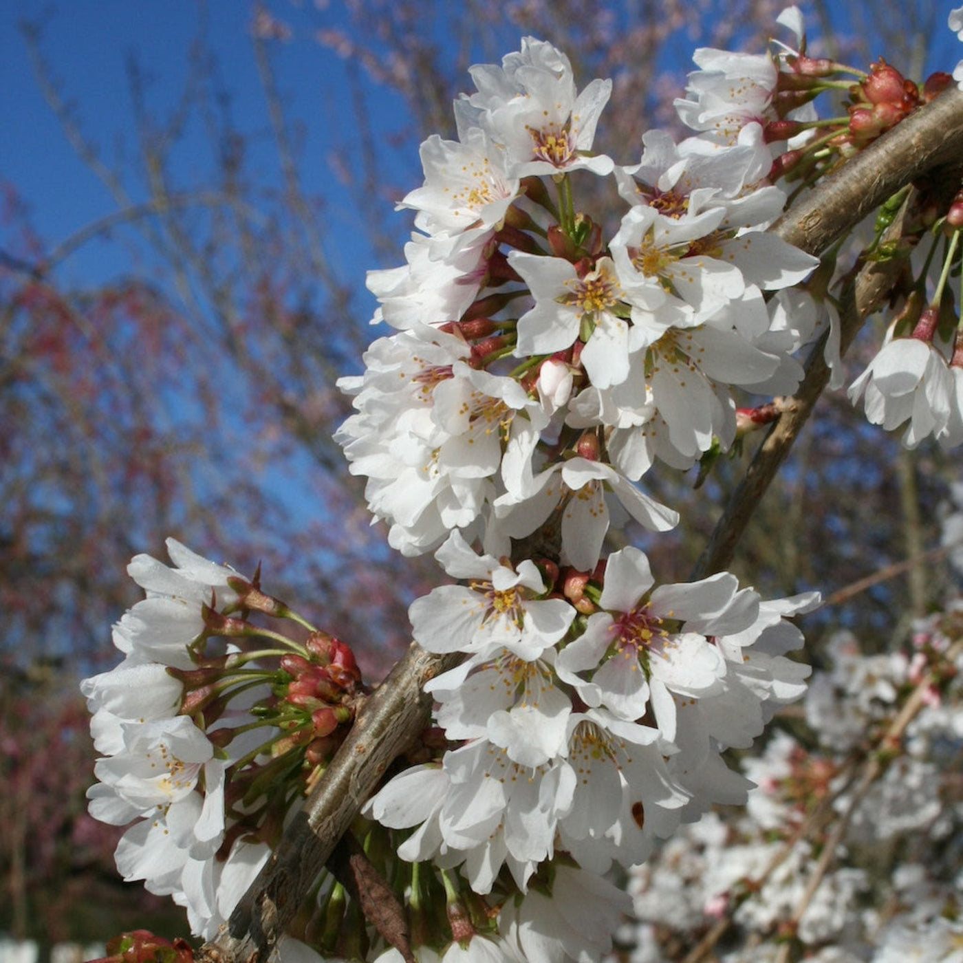 Snow Fountains® Weeping Cherry Tree – | Henderson Garden Supply
