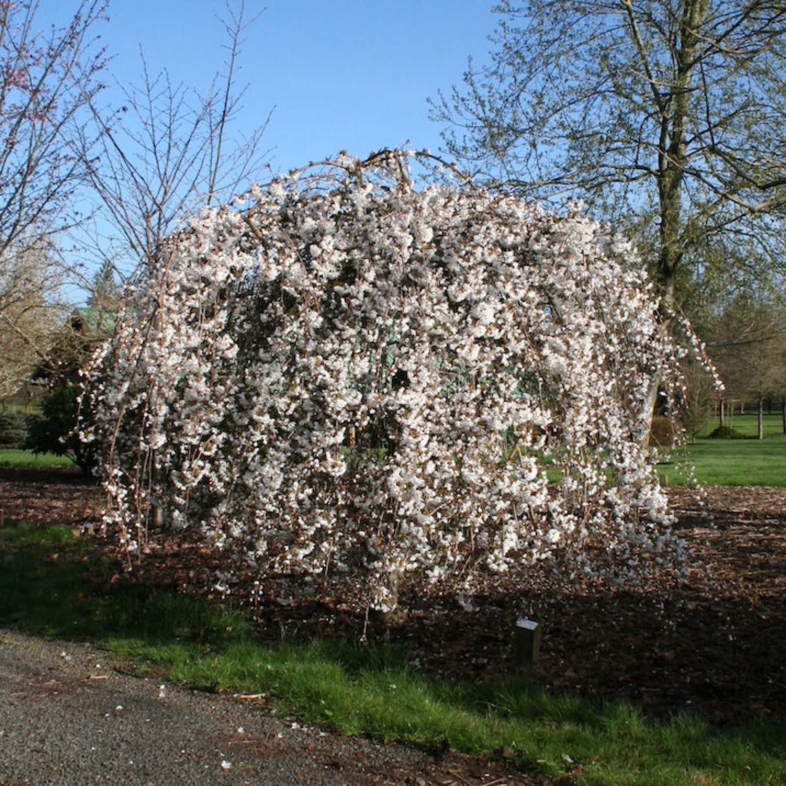 Snow Fountains® Weeping Cherry Tree – | Henderson Garden Supply