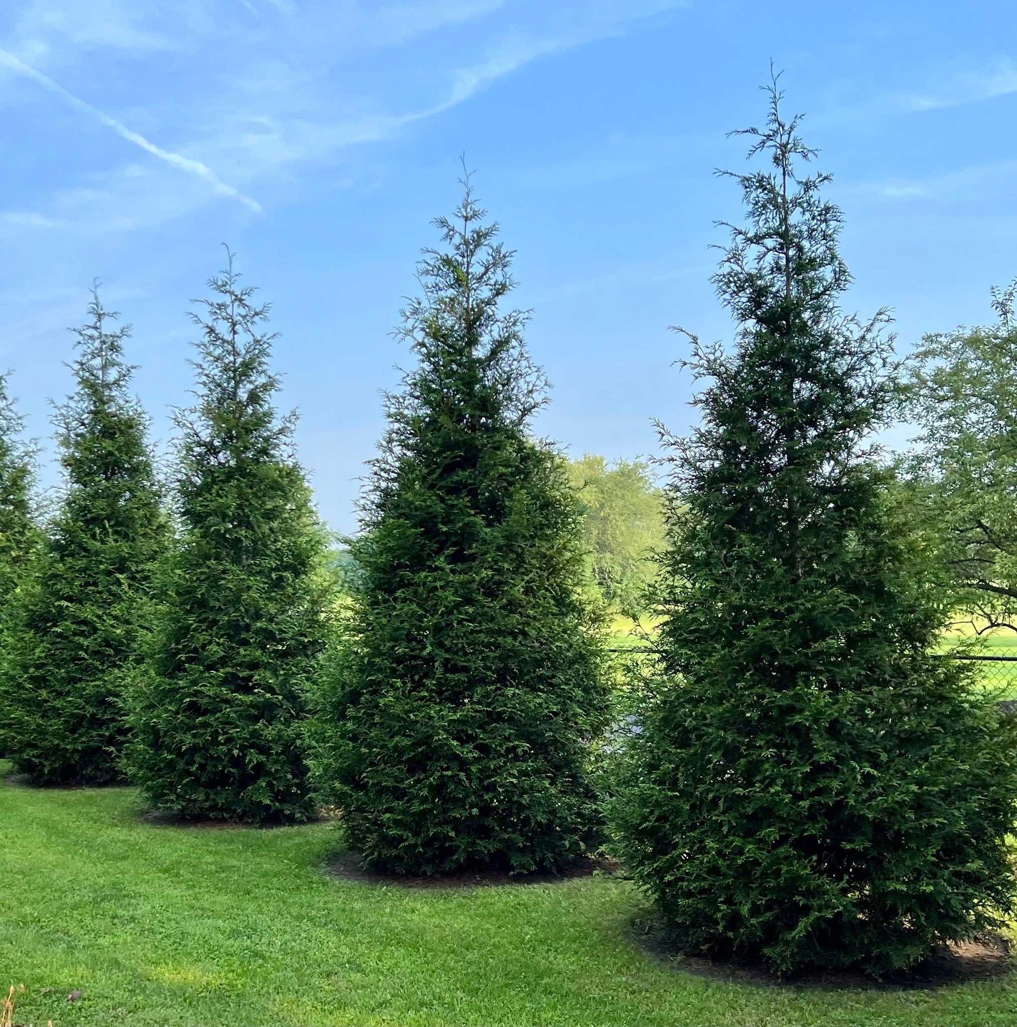 Stunning Fast Growing Windbreak Trees Pictures