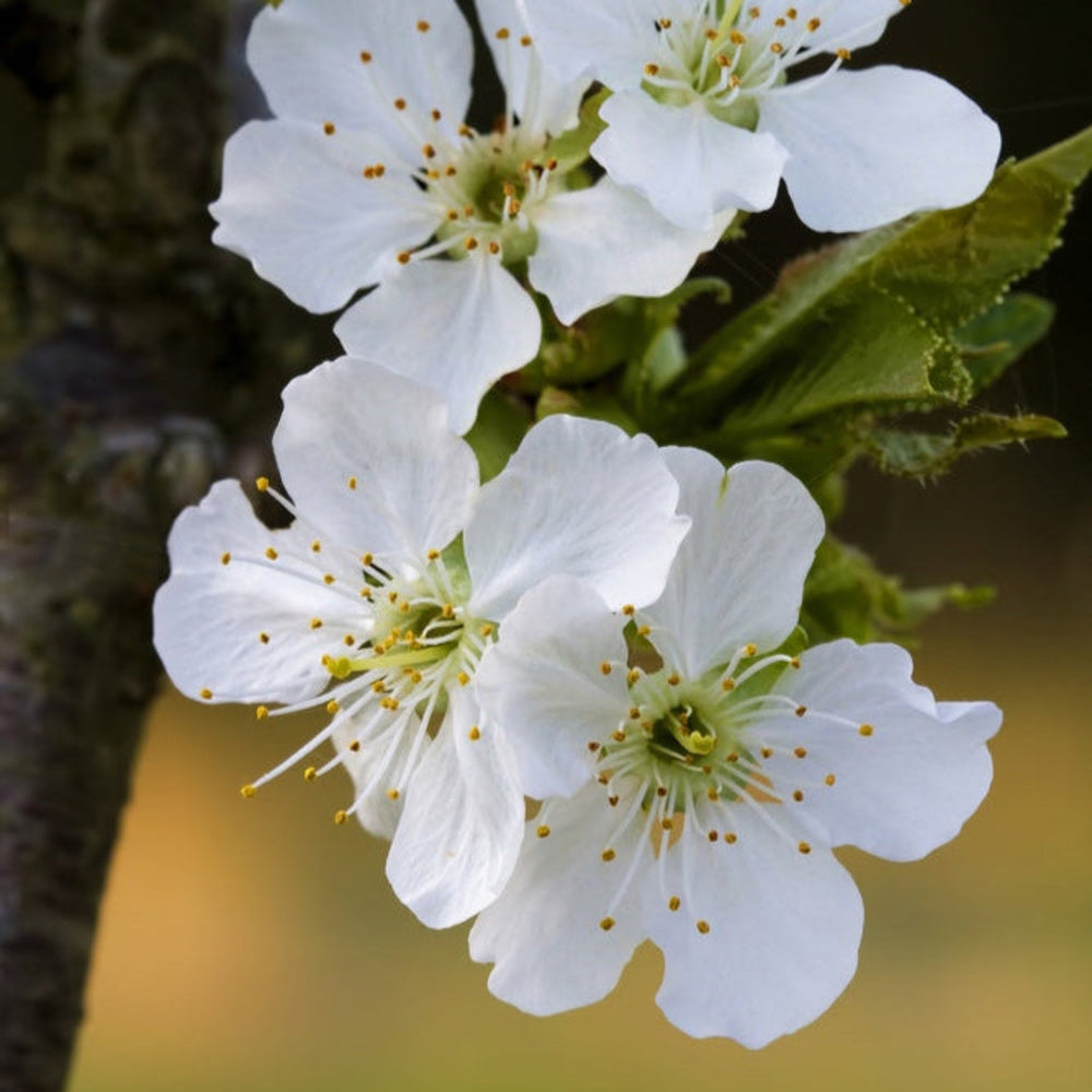 Bing Cherry Tree – Classic Sweet Cherry | Henderson Garden Supply