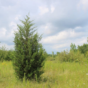 Brodie Eastern Red Cedar – Native Privacy Screen | Henderson Garden