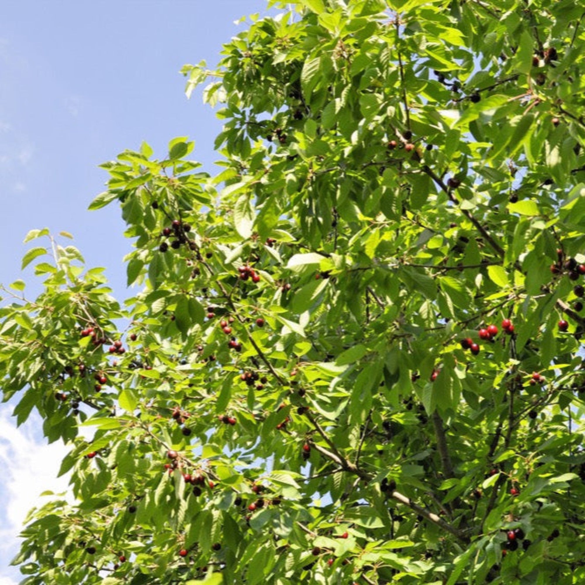 Bing Cherry Tree – Classic Sweet Cherry | Henderson Garden Supply
