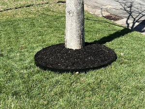 Core Steel Large Black Tree Rings | Henderson Garden Supply